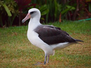 The first albatross returns…. | My Albatross Diary